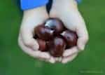 How to Pick and Roast Chestnuts - Eats Amazing.